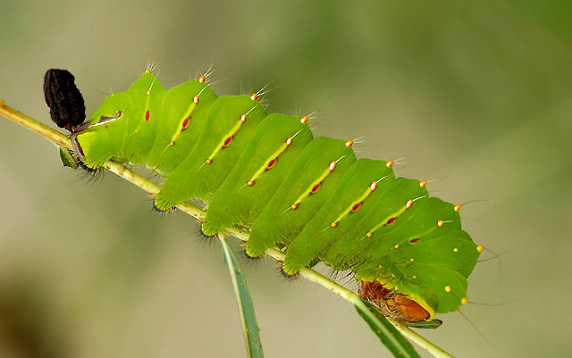 Sprouting Wings | Earth Images Blog by Wayne Nelson