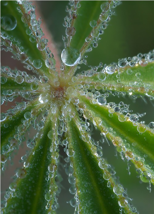 Dew + Wildlife | Earth Images Blog by Wayne Nelson