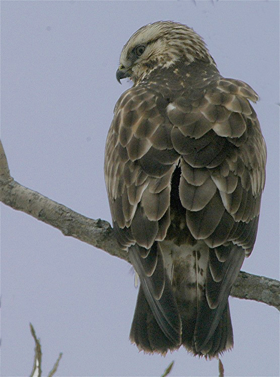 The Rose | Earth Images Blog by Wayne Nelson